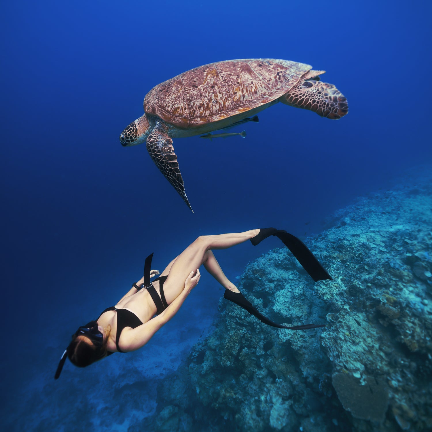 Freediving Courses Nelson Bay & Newcastle | Spearfishing Courses – Salty Pilgrims Freediving